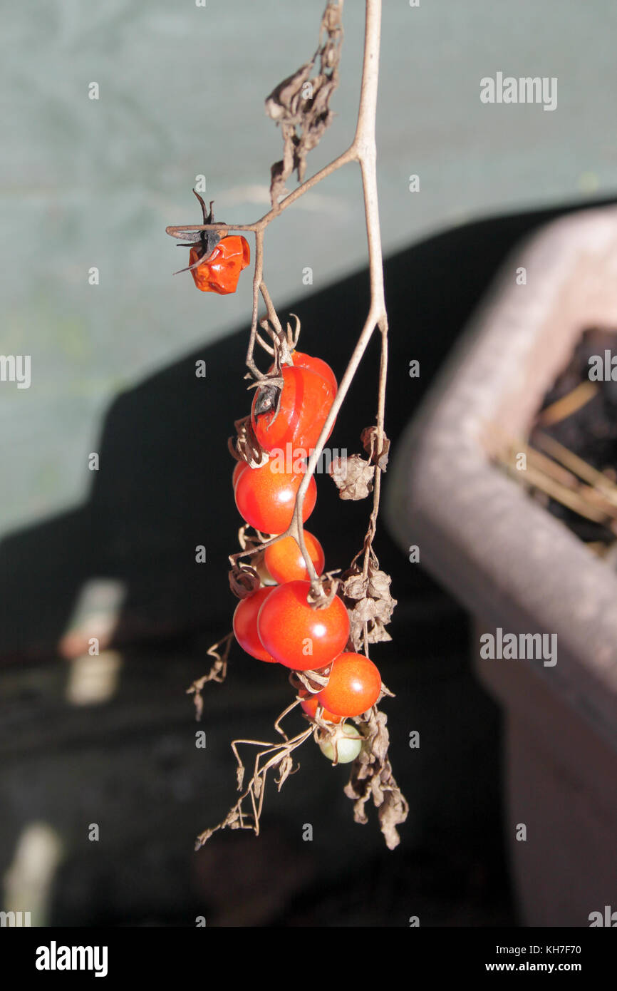 Tomatoes dying of blight hi-res stock photography and images - Alamy
