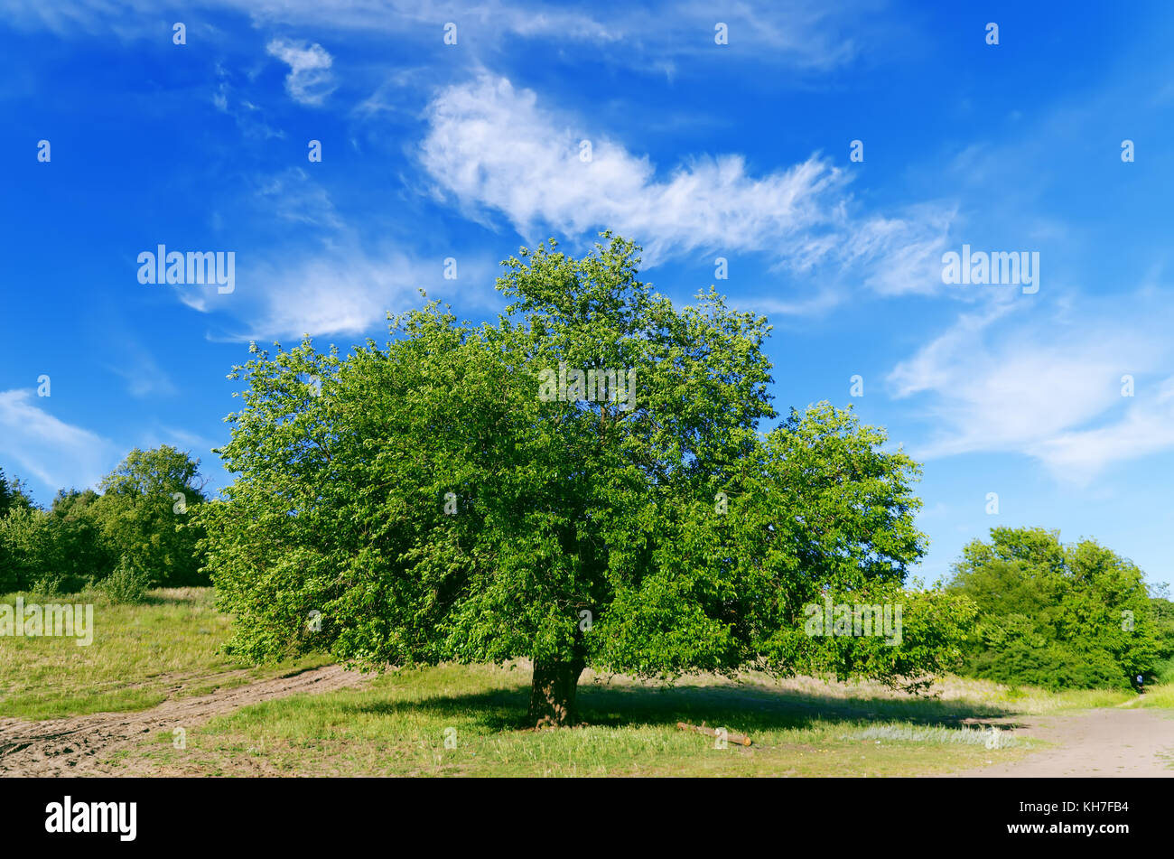 summer landscape of green tree with bright blue sky Stock Photo - Alamy