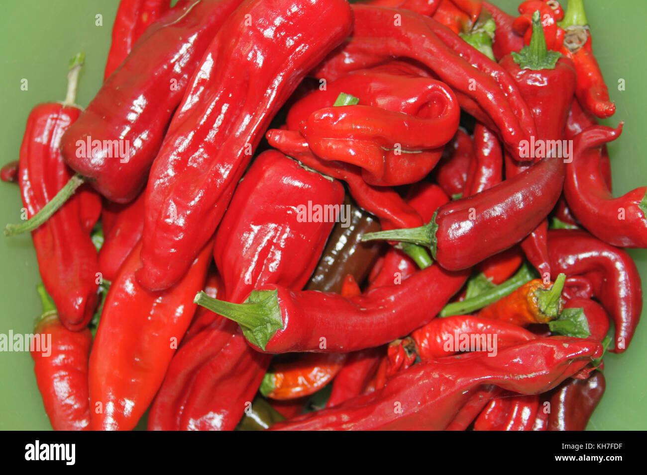 close up of a pile of freshly picked, large , red chili peppers against ...