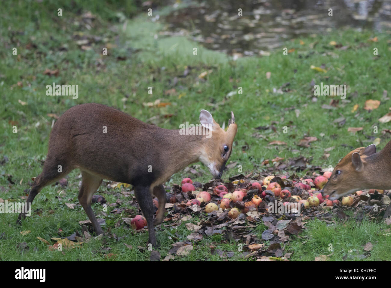 Male muntjac Muntiacus reevesi also called barking deer showing ...