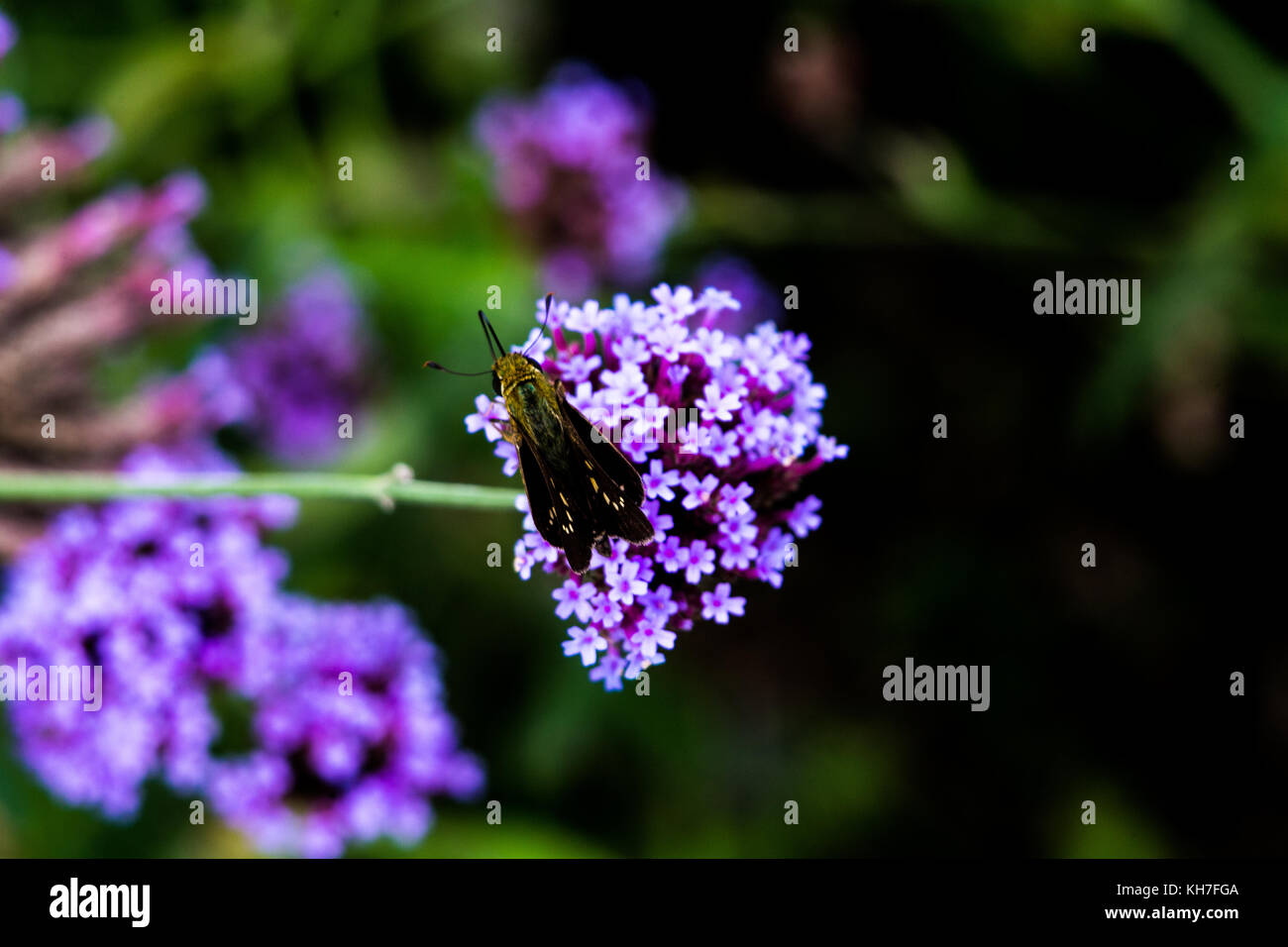 Moth cluster hi-res stock photography and images - Alamy