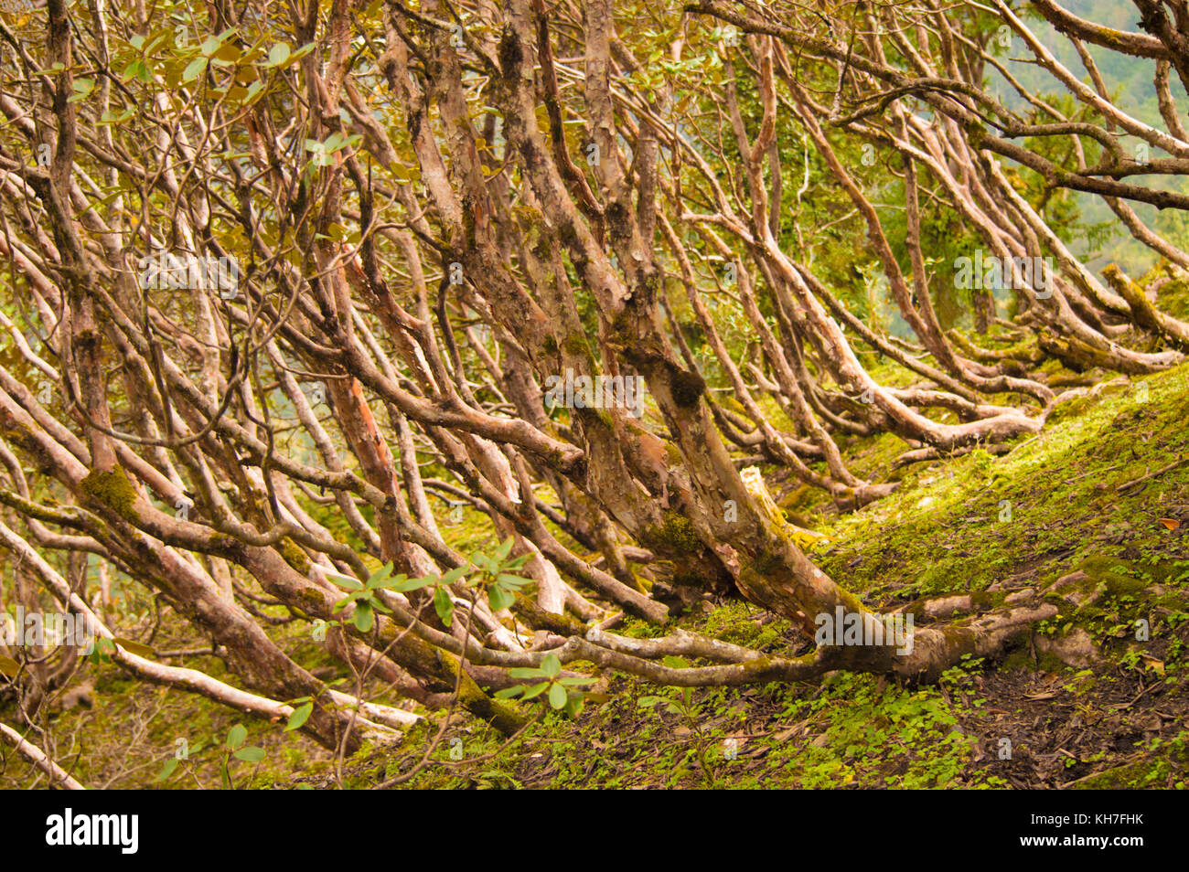 horizontally falling trees Stock Photo - Alamy