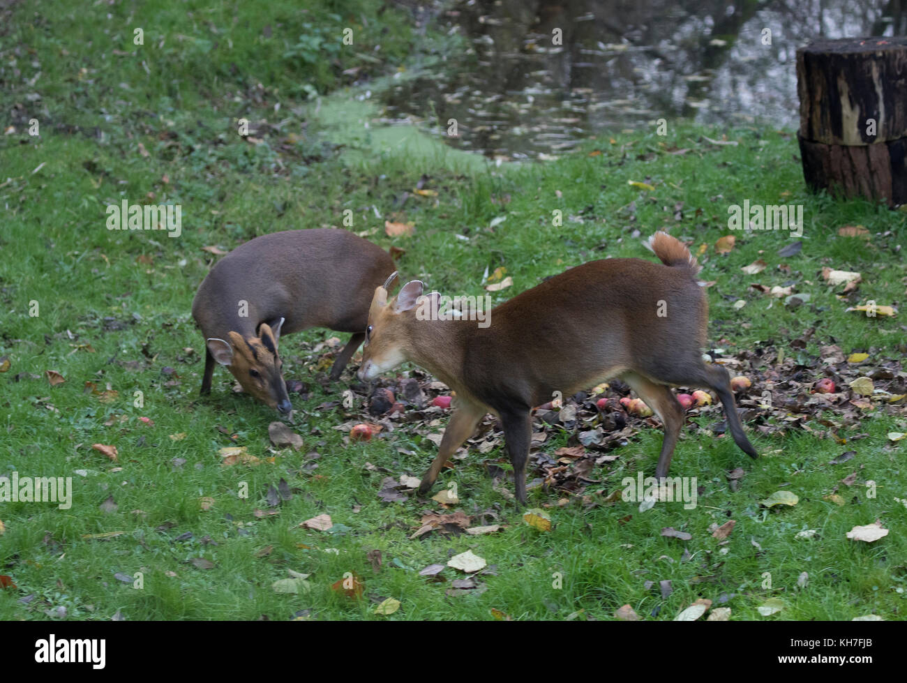 Male muntjac Muntiacus reevesi also called barking deer showing ...