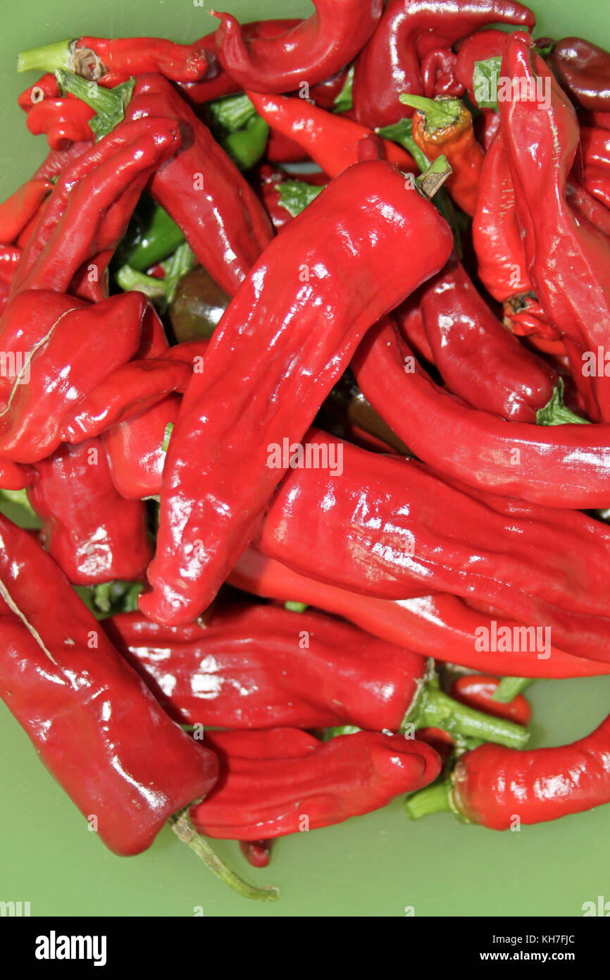 close up of a pile of freshly picked, large , red chili peppers against ...