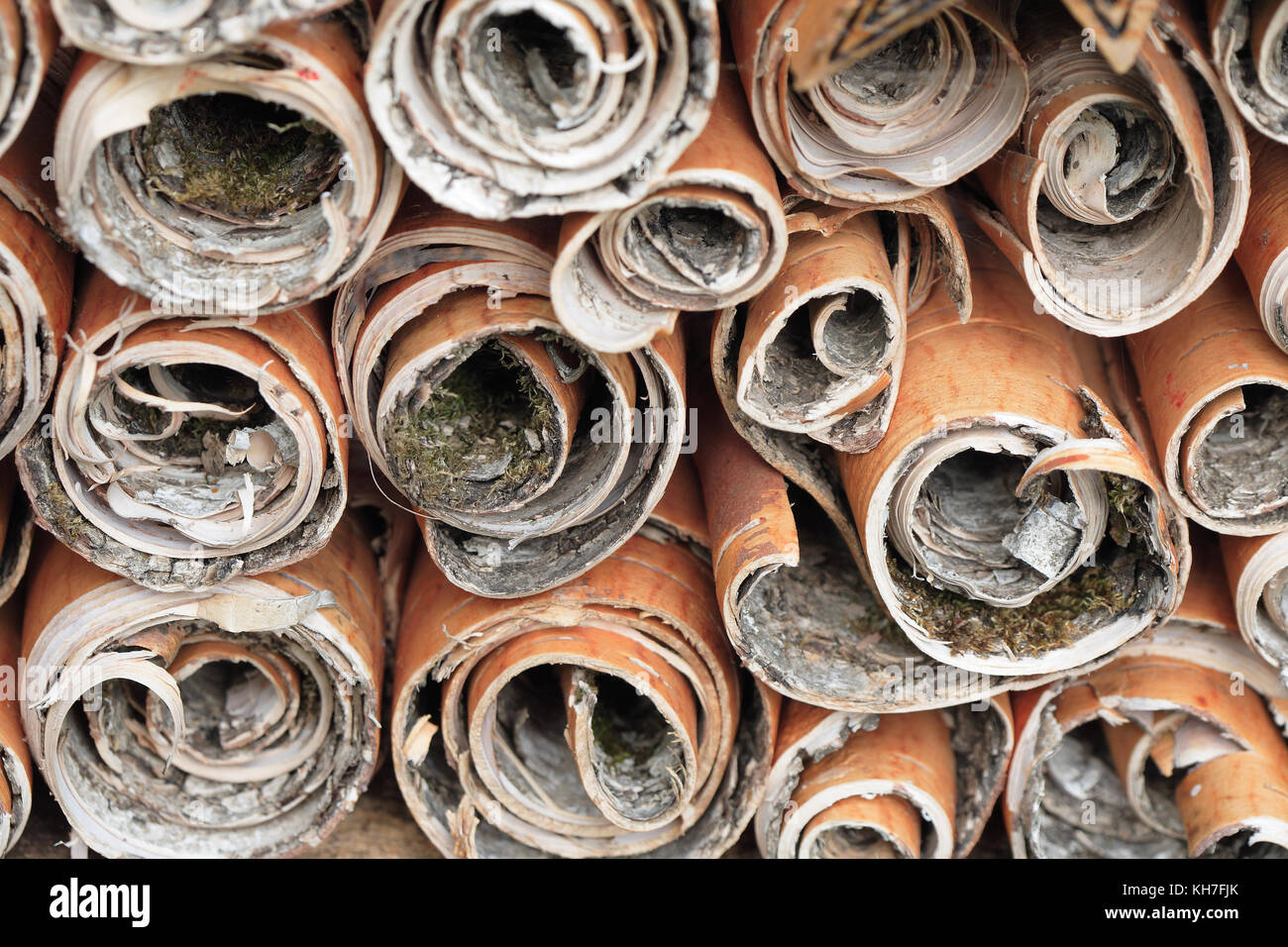 Background made from lot of birch bark rolls Stock Photo - Alamy