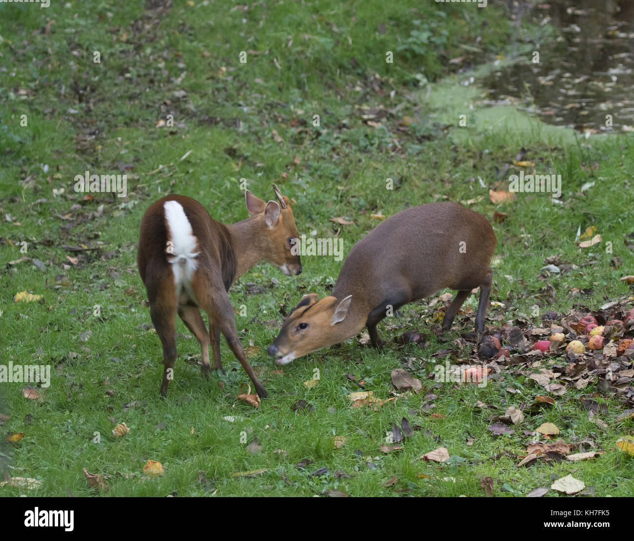 Male muntjac Muntiacus reevesi also called barking deer showing ...