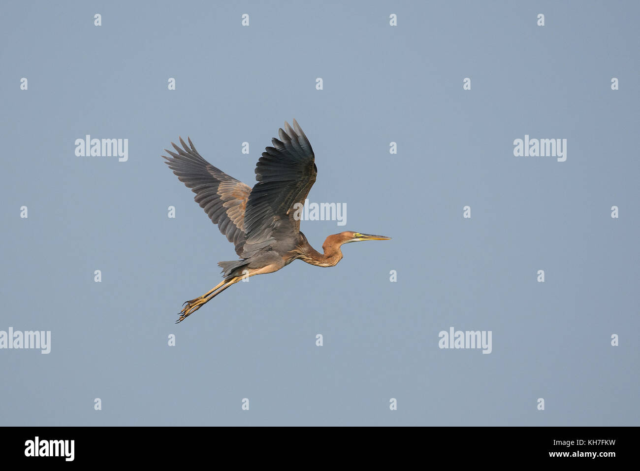 Heron like bird hi-res stock photography and images - Alamy