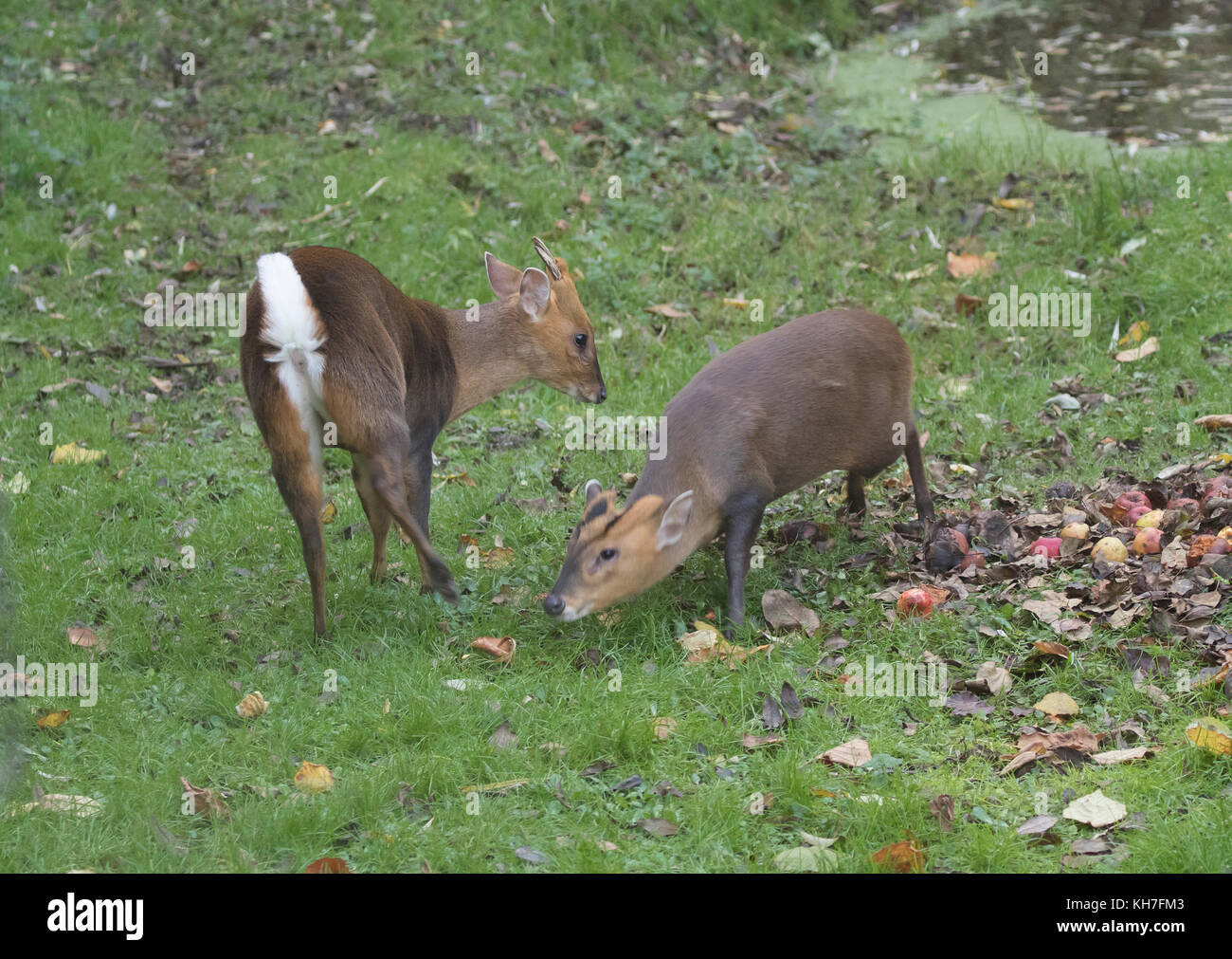 Male muntjac Muntiacus reevesi also called barking deer showing ...