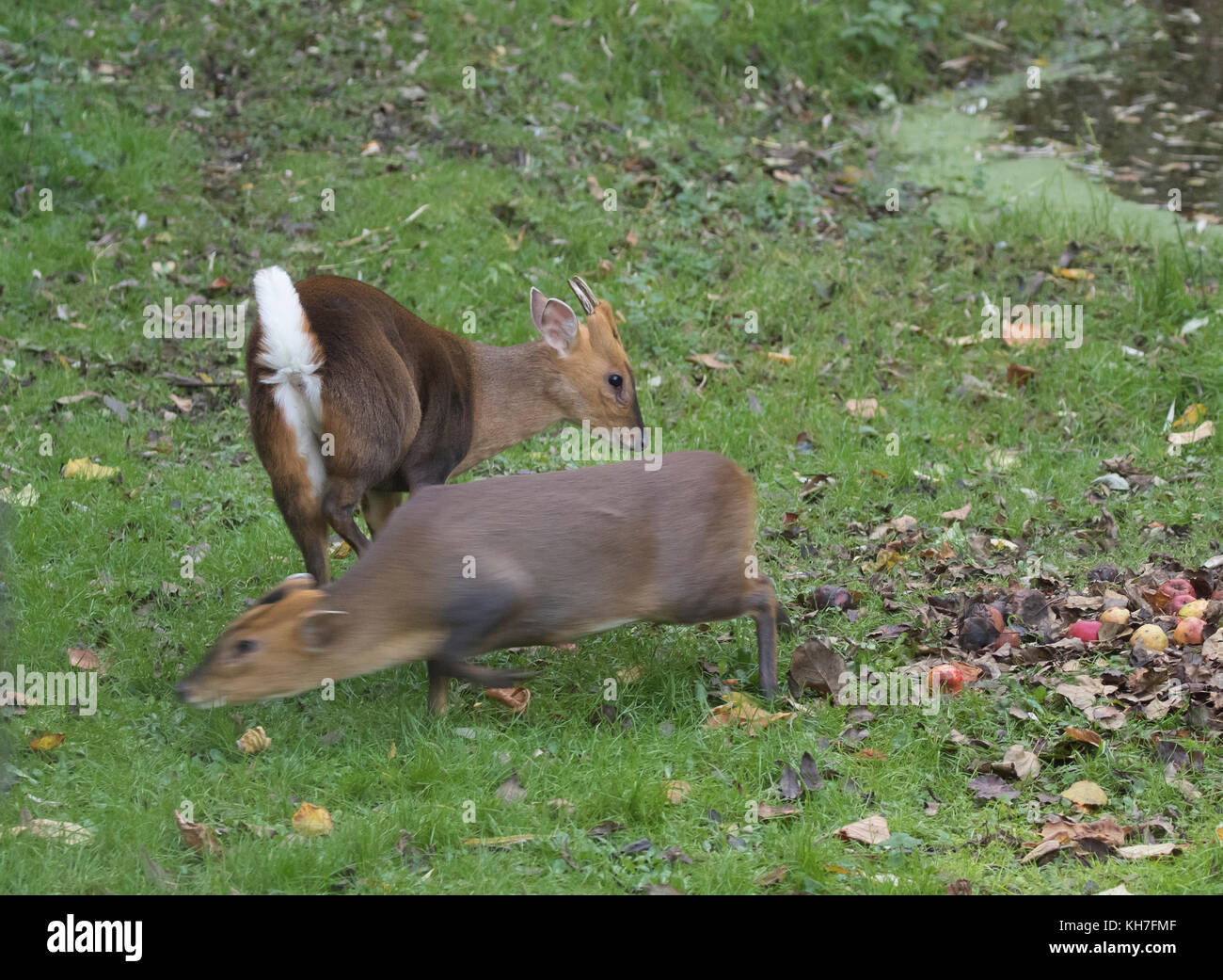 Submissive deer hi-res stock photography and images - Alamy