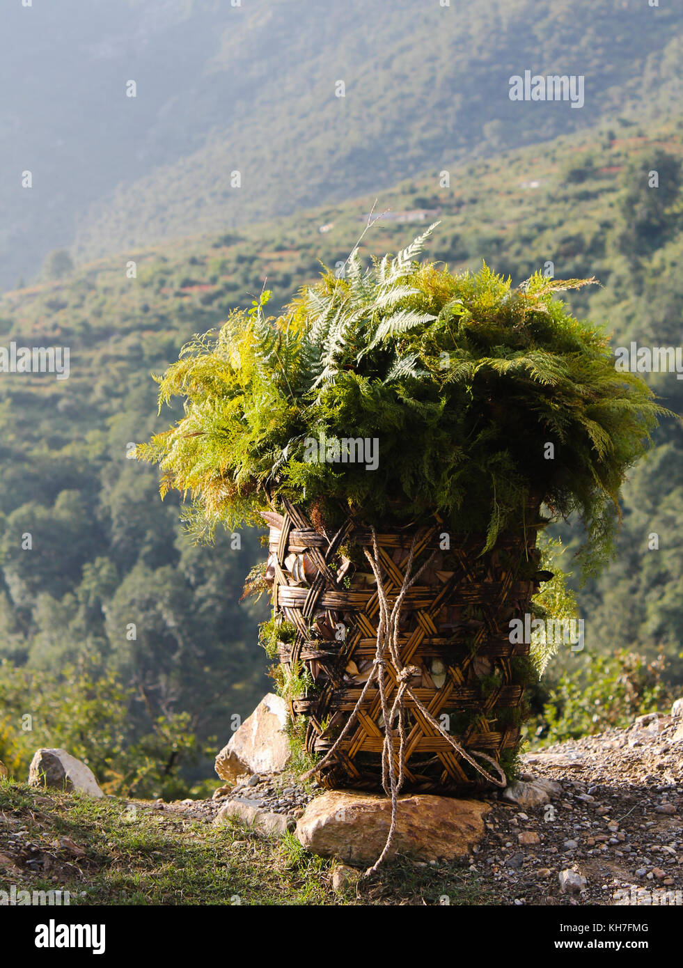 a basket full of grass Stock Photo - Alamy