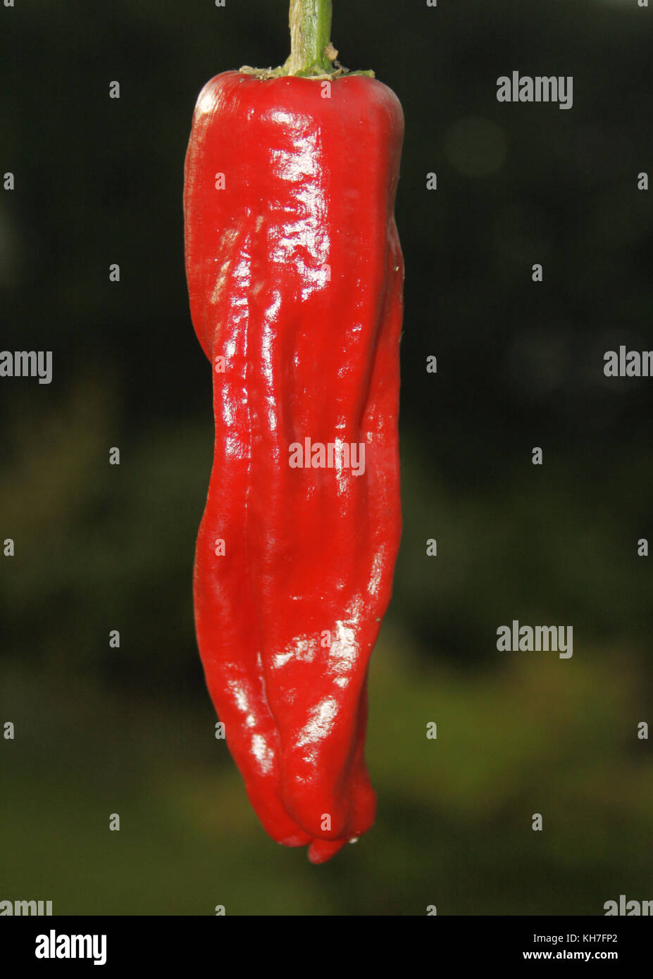 a single large red chili pepper being held up after being freshly ...