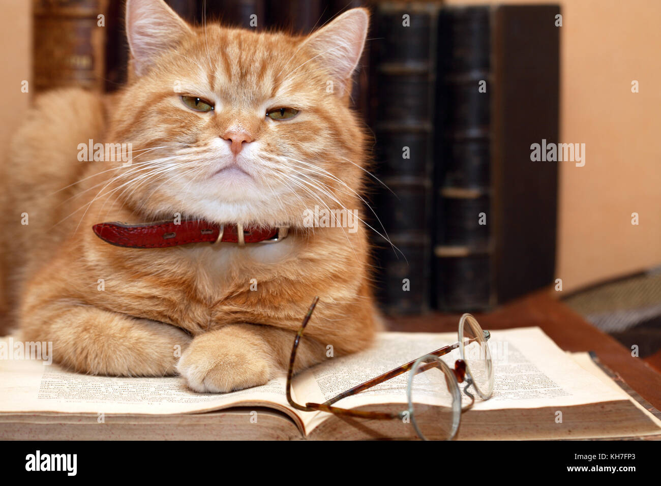 Closeup of ginger cat lying on old book near spectacles on books ...