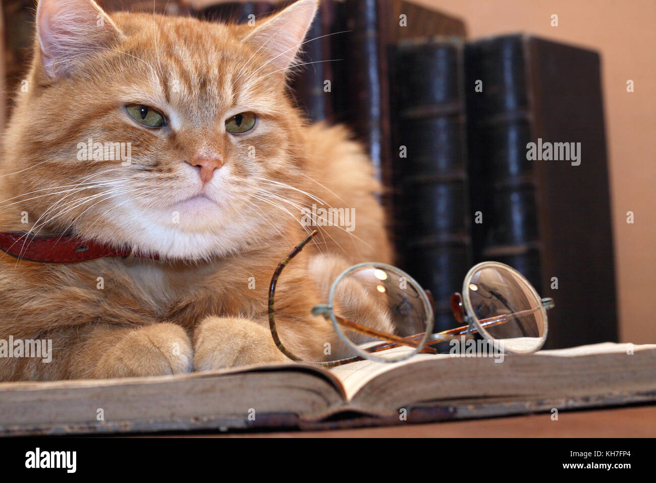 Cat reading book hi-res stock photography and images - Alamy