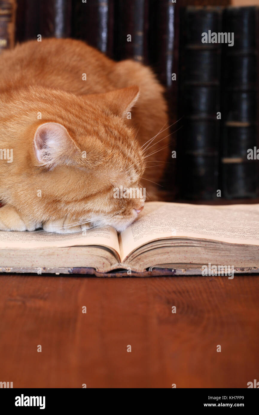 Closeup of ginger domestic cat slipping on very old book Stock Photo ...