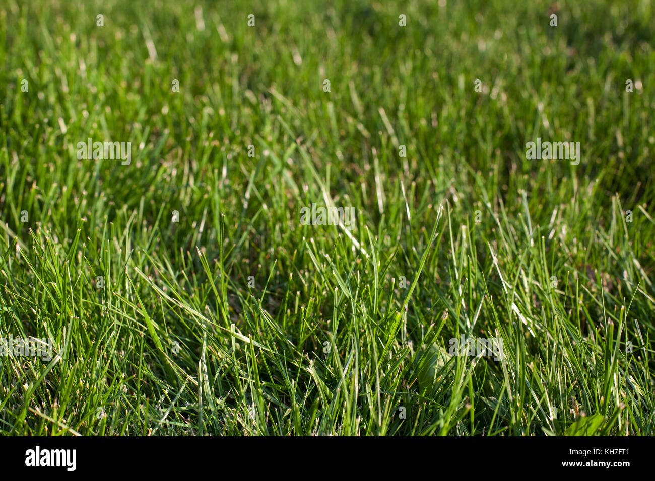 Green fresh grass Stock Photo - Alamy