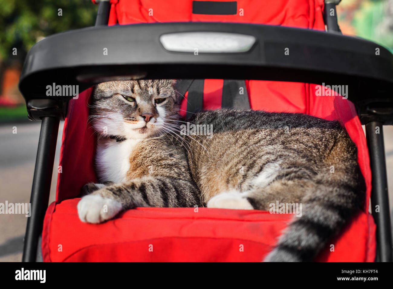 cat in stroller Stock Photo - Alamy