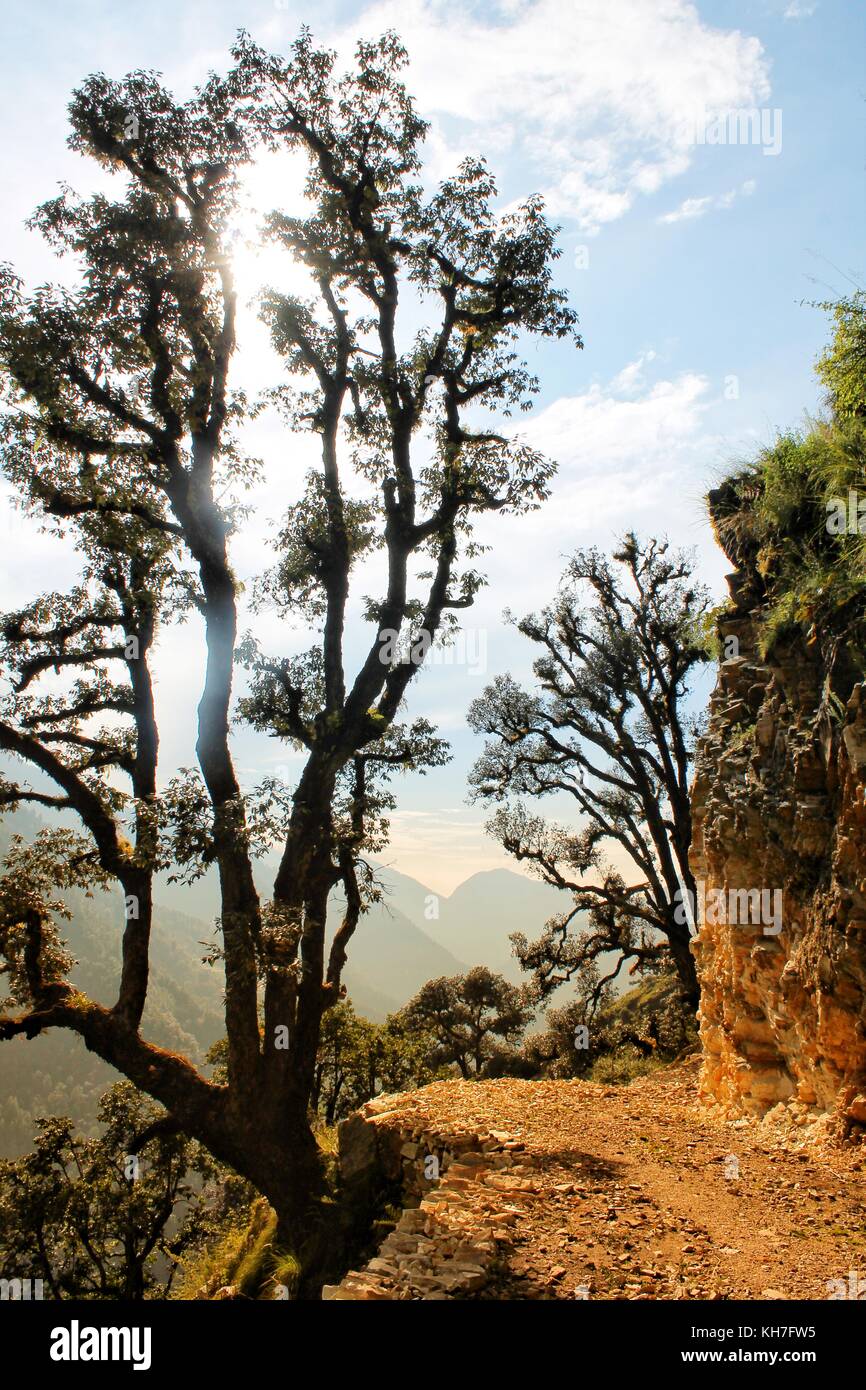 morning view of a tree Stock Photo - Alamy