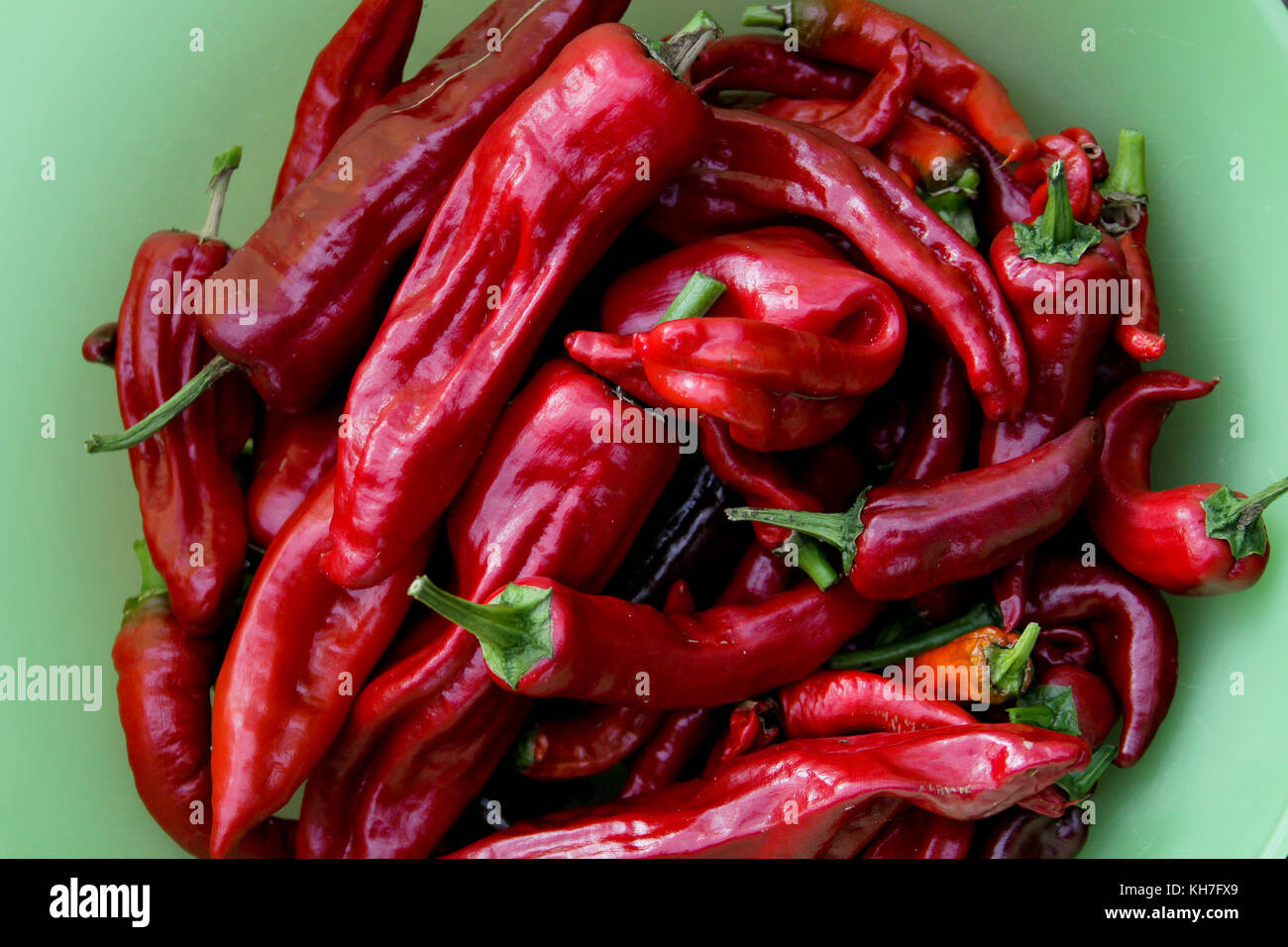 close up of a pile of freshly picked, large , red chili peppers against ...
