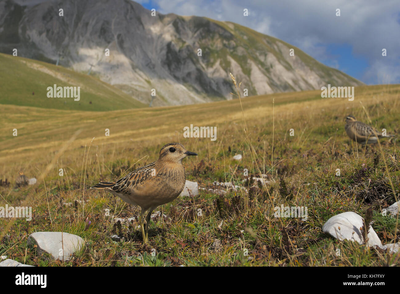 Italian birds hi-res stock photography and images - Alamy