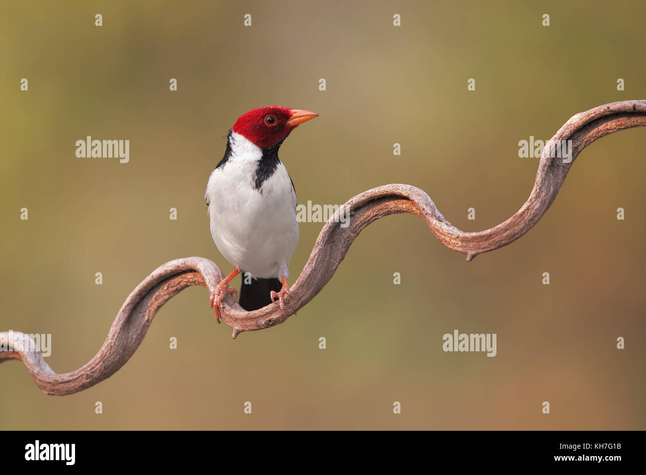 Cardinalino hi-res stock photography and images - Alamy