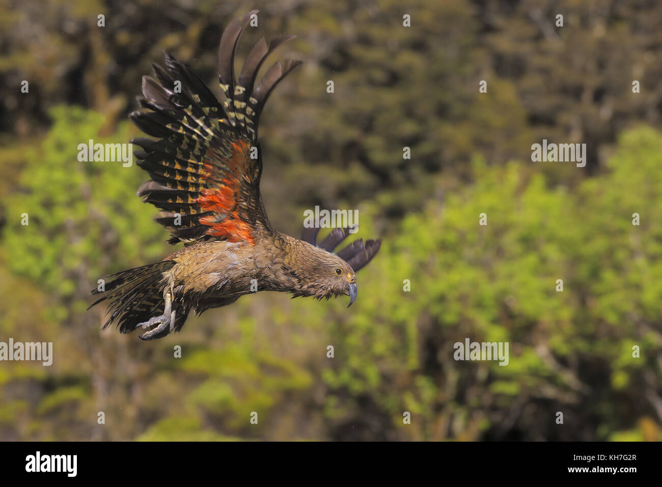 Kea bird hi-res stock photography and images - Alamy