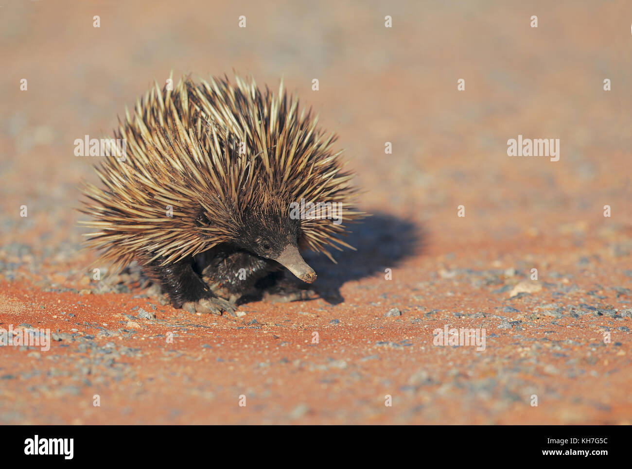 Echidna hi-res stock photography and images - Alamy