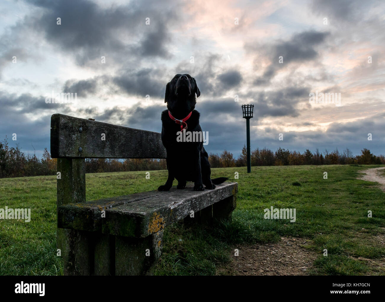 Labrador sat on bench during Nottinghamshire Sunrise - Worksop ...
