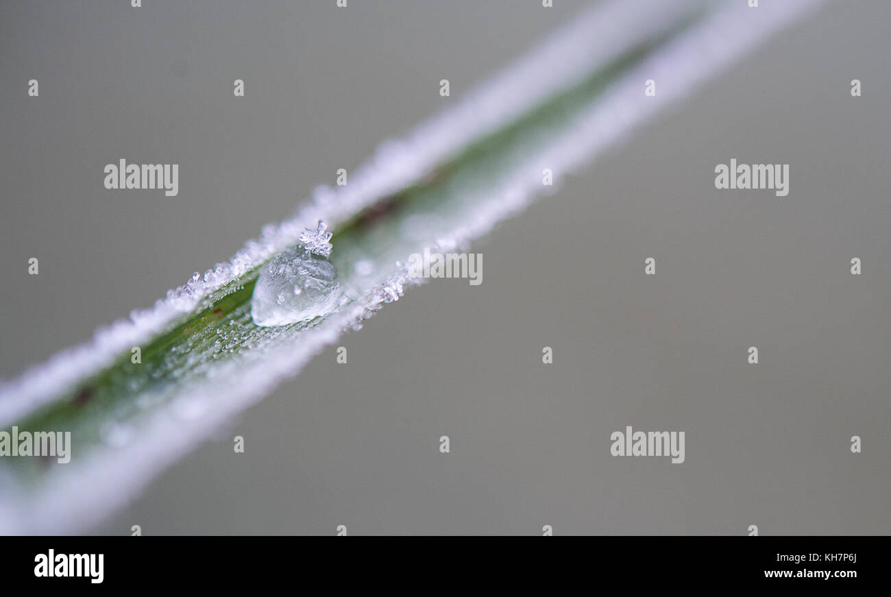 Tubingen, Germany. 15th Nov, 2017. A frozen water drop lying on a grass ...