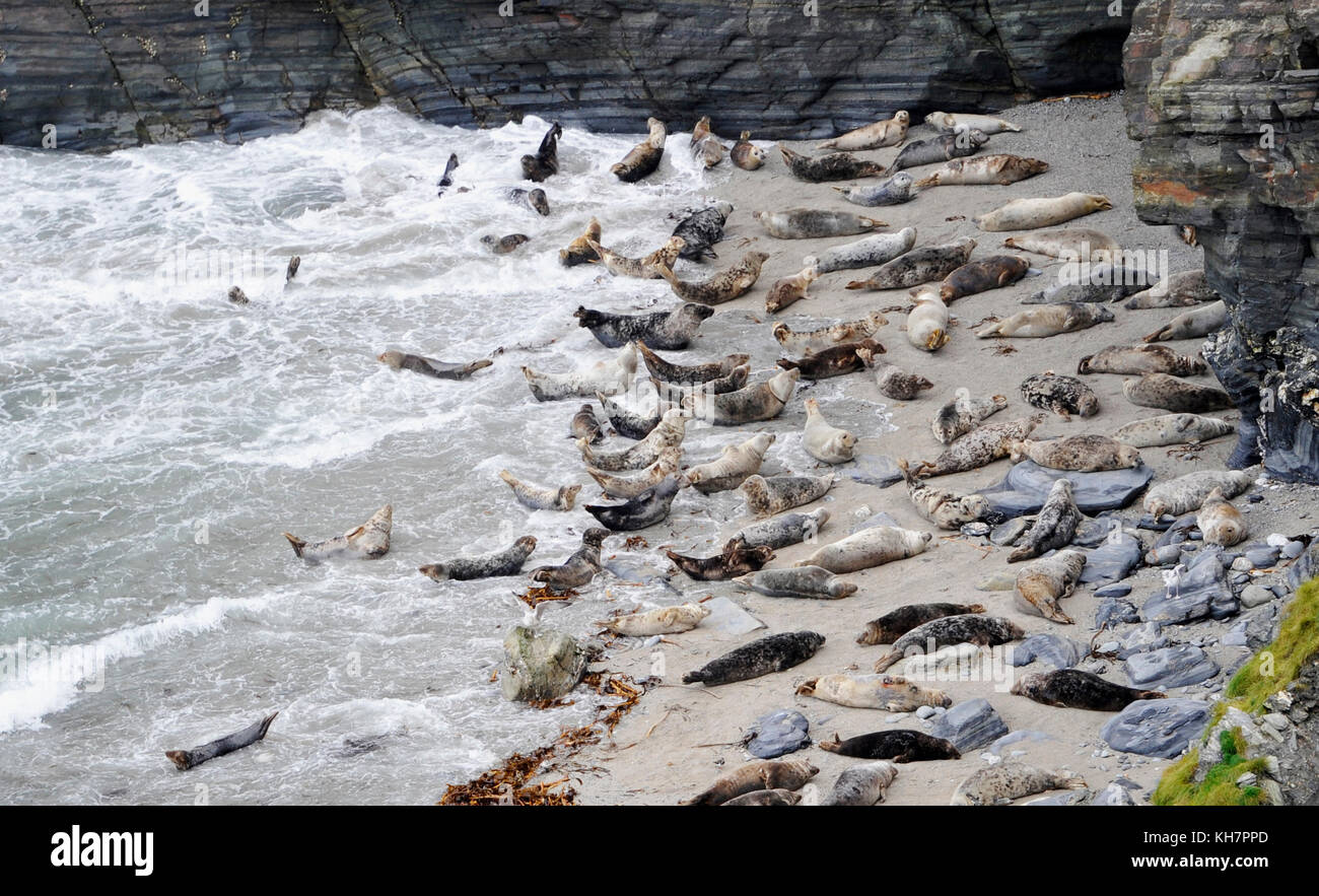 Mutton cove seals hi-res stock photography and images - Alamy