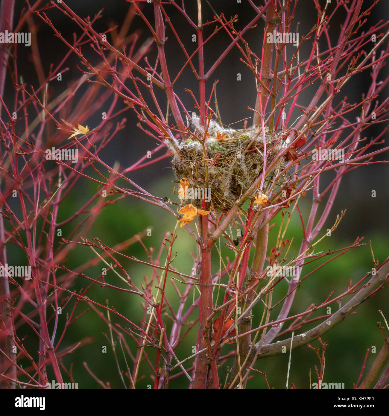 UK wildlife and seasons: a birds nest lined with Yorkshire sheep's wool ...