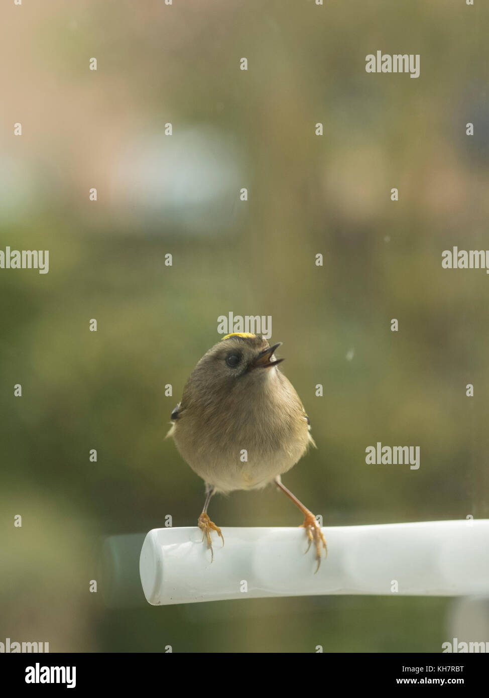 Cricklade, UK, 15 Nov 2017 Britains smallest bird,Gold Crest cheeky ...