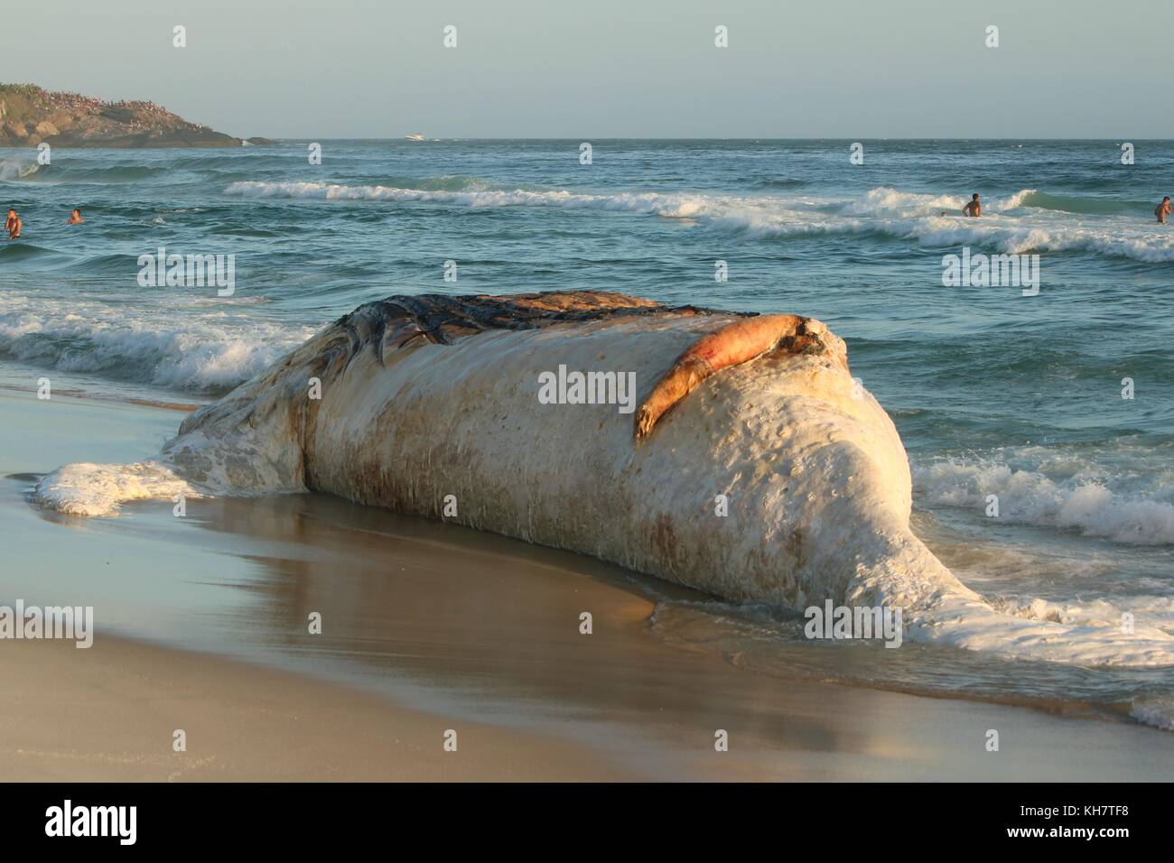 Rio de Janeiro, Brazil. 15th Nov, 2017. The decomposing body of a ...