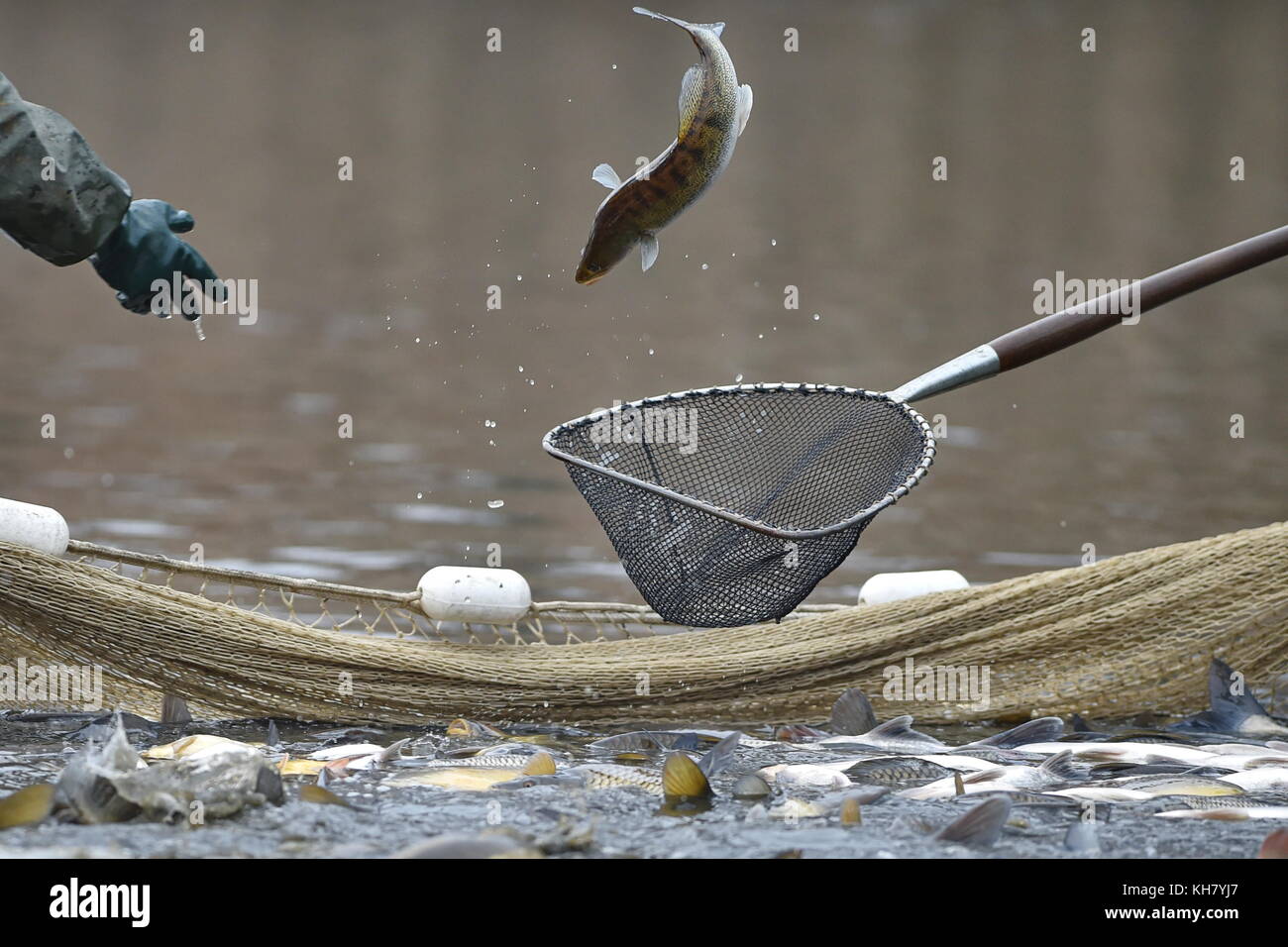 Zar, Czech Republic. 16th Nov, 2017. Fishermen fish out the Zarsky pond ...