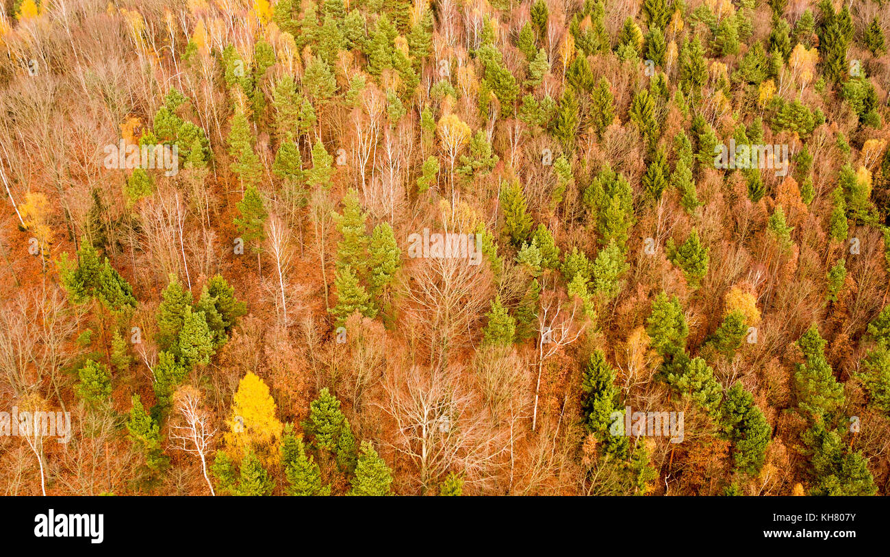 Aue, Germany. 16th Nov, 2017. The trees of the forest in the Erzgebirge ...