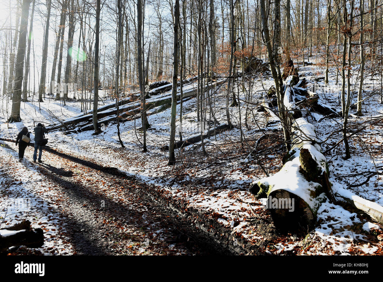 Mionsi, a valuable beech-fir forest in the Beskydy mountain range, has ...