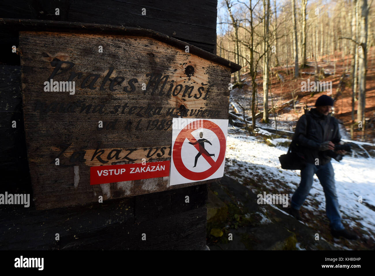 Mionsi, a valuable beech-fir forest in the Beskydy mountain range, has ...