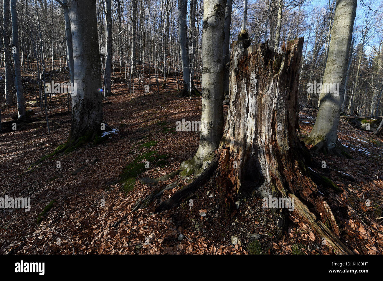 Mionsi, a valuable beech-fir forest in the Beskydy mountain range, has ...