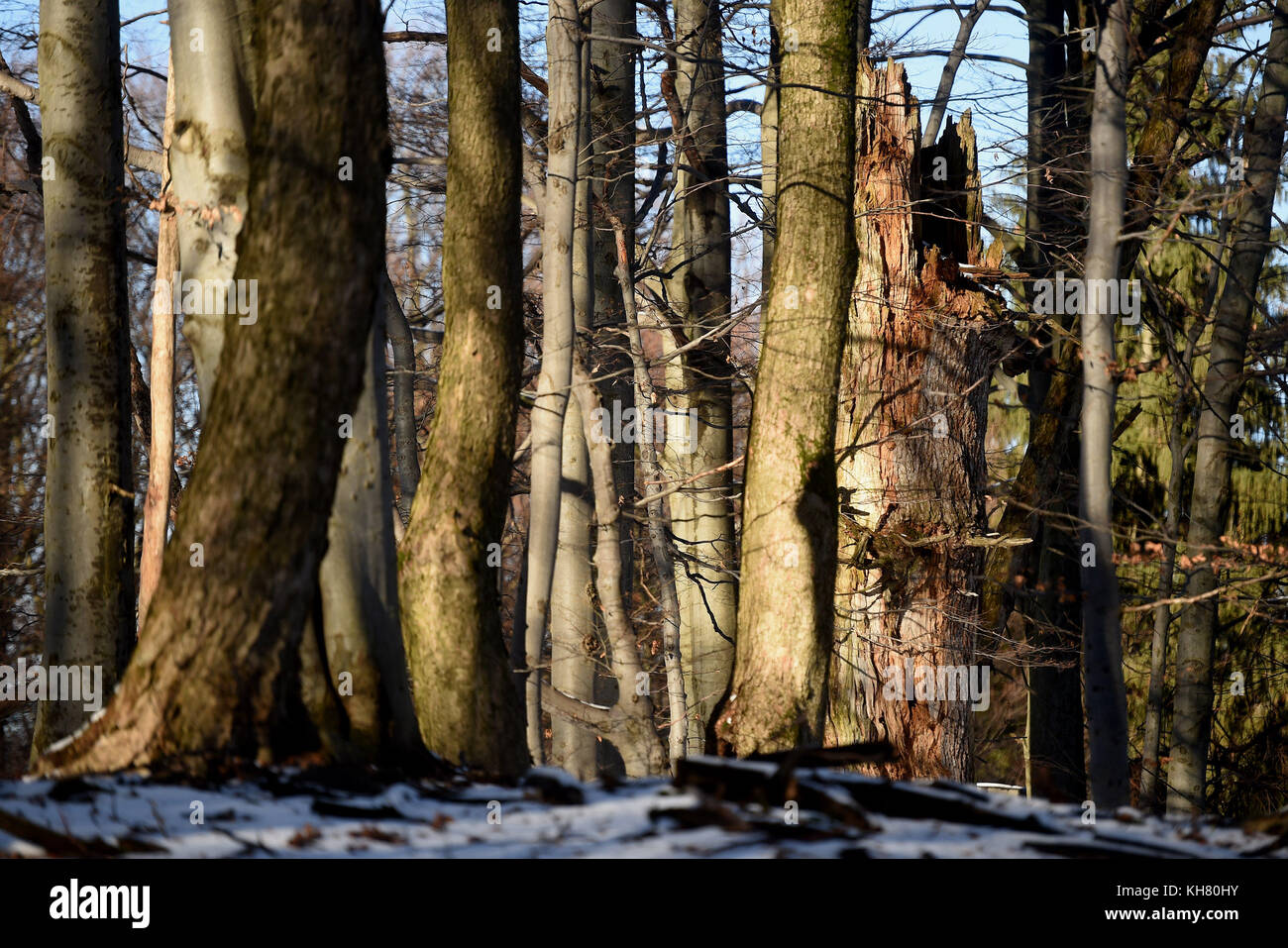 Mionsi, a valuable beech-fir forest in the Beskydy mountain range, has ...