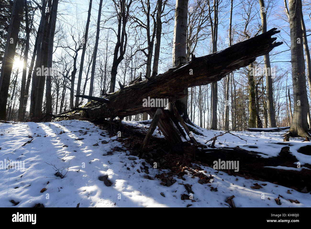 Mionsi, a valuable beech-fir forest in the Beskydy mountain range, has ...