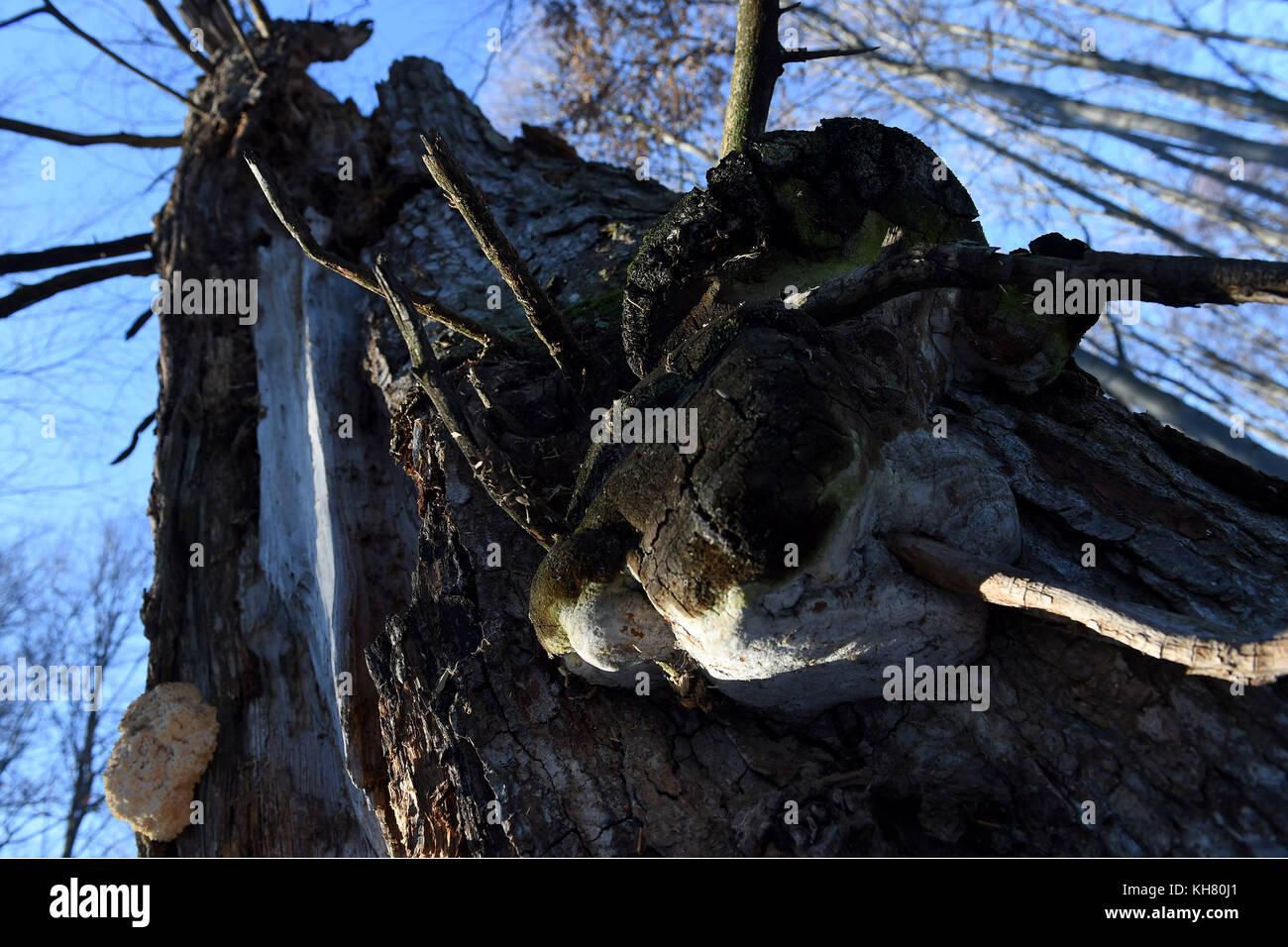 Mionsi, a valuable beech-fir forest in the Beskydy mountain range, has ...