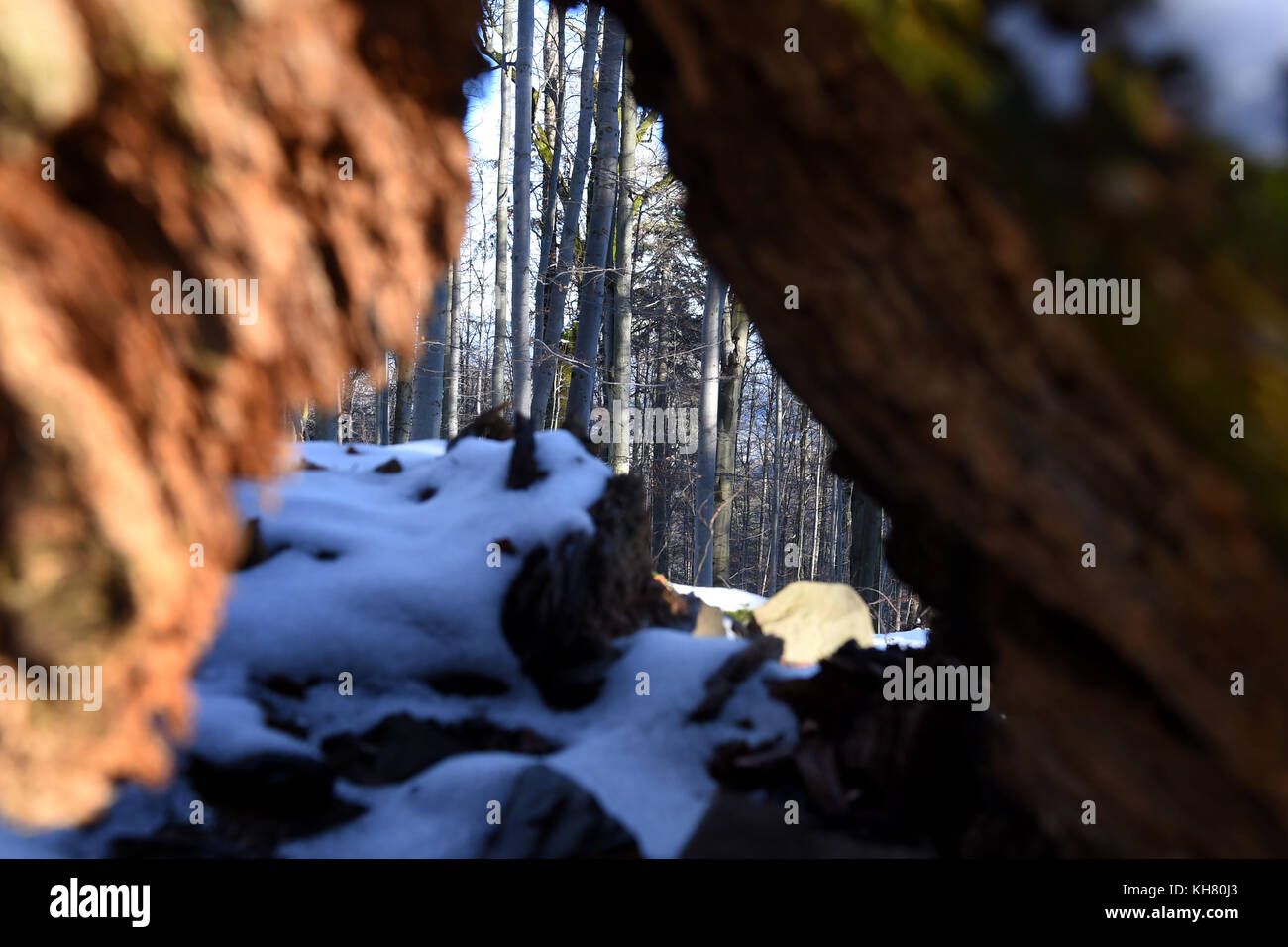 Mionsi, a valuable beech-fir forest in the Beskydy mountain range, has ...