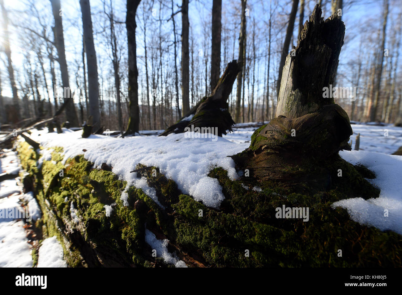 Mionsi, a valuable beech-fir forest in the Beskydy mountain range, has ...