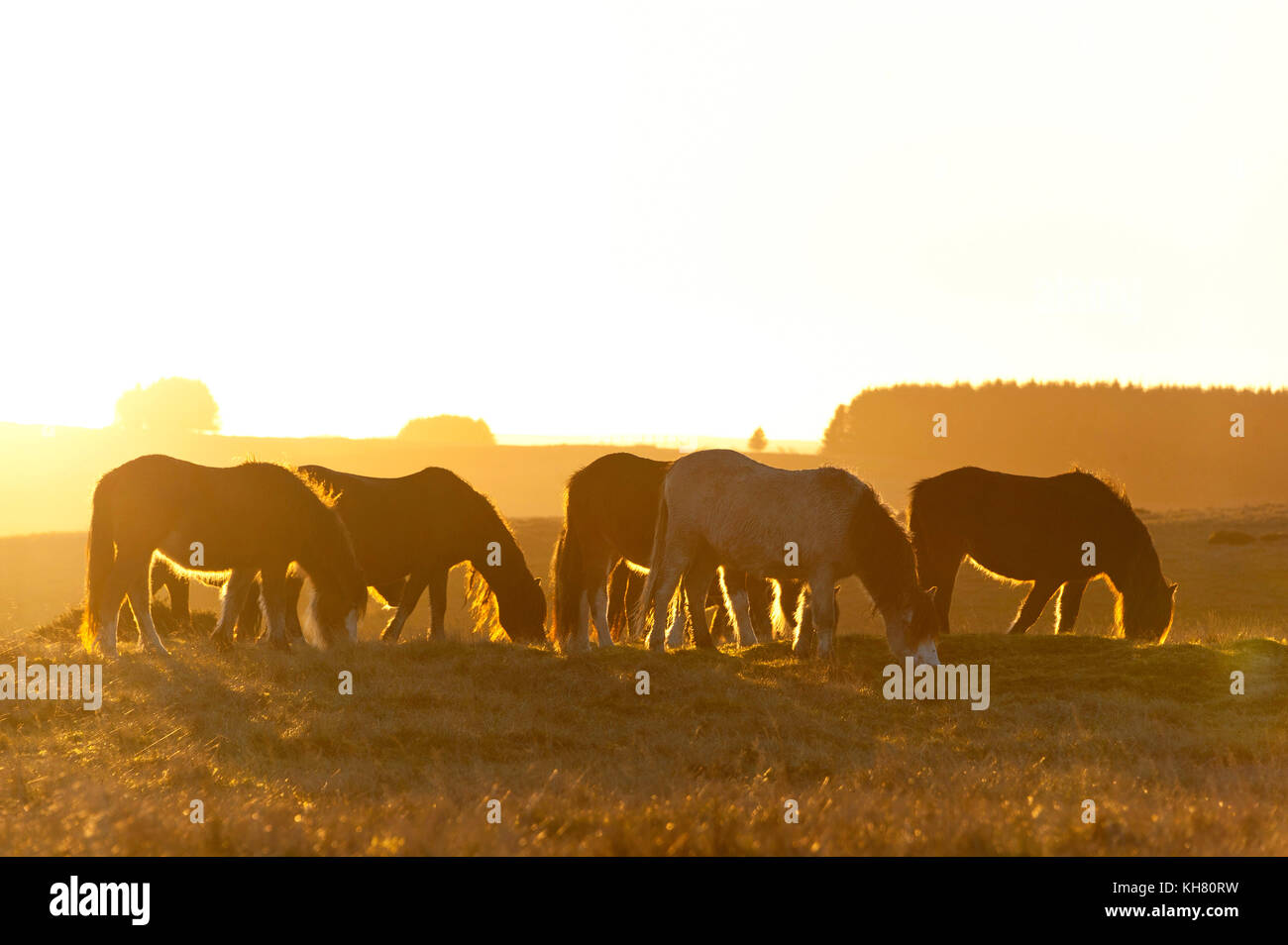 Builth Wells, Powys, Wales, UK. 16th Nov, 2017. UK Weather. Welsh ...