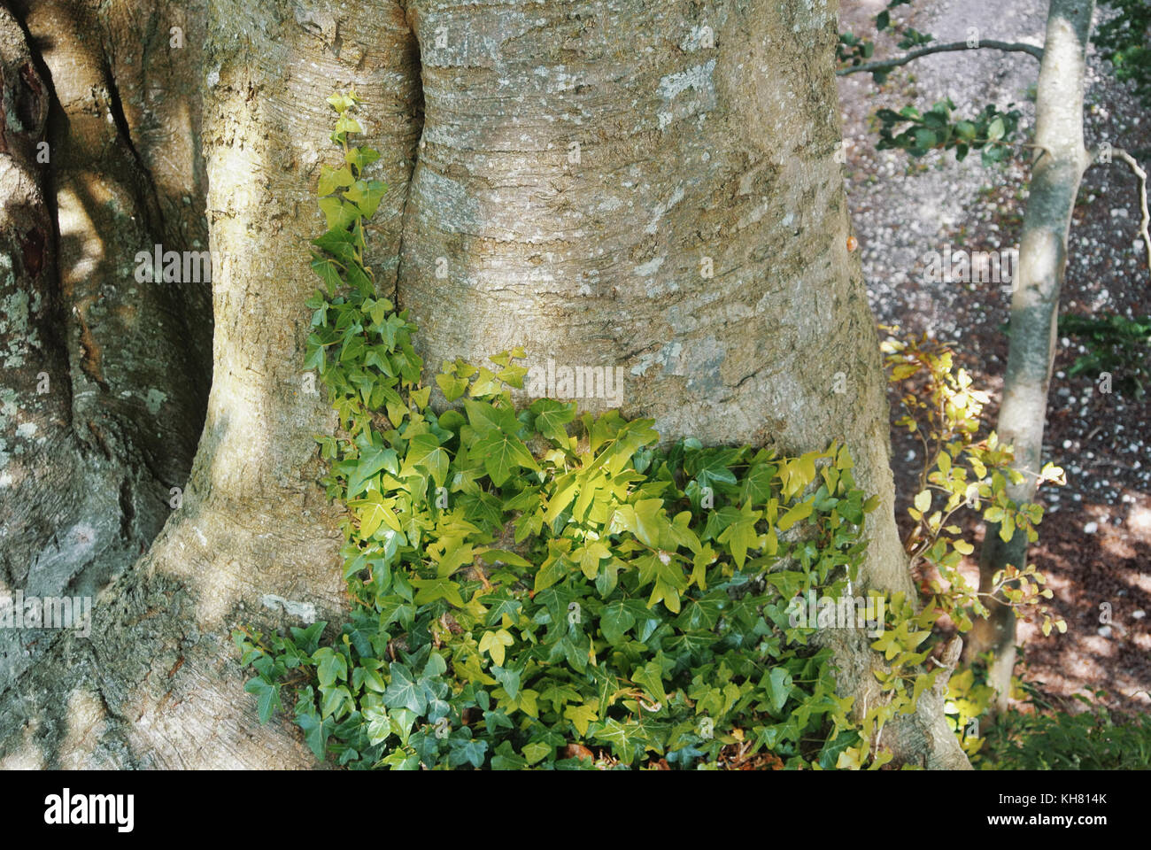 An old tree trunk covered with bright young green ivy leaves in ...
