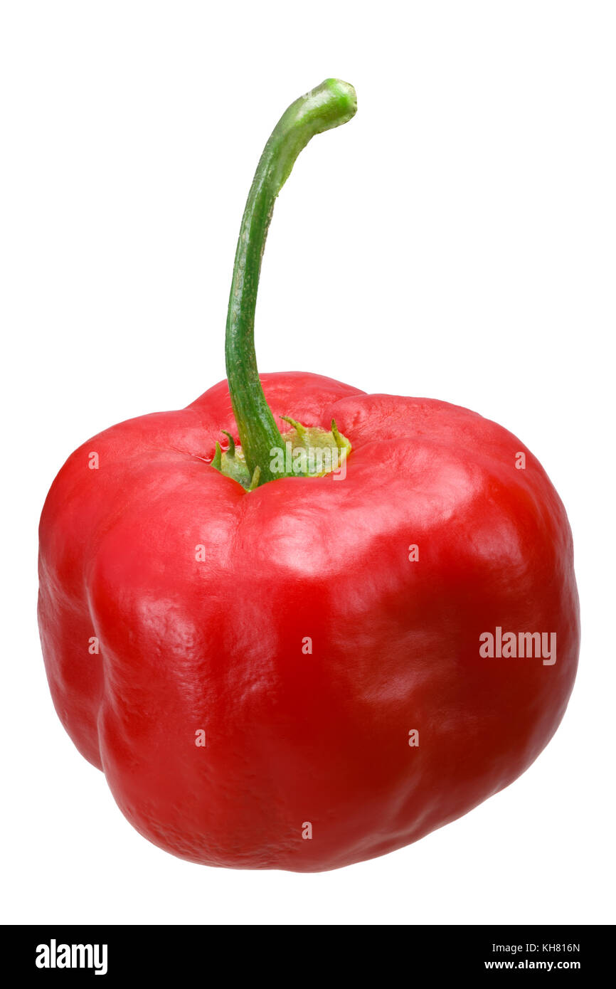 Rocoto Manzano Rojo chile pepper (Capsicum pubescens). Clipping path ...