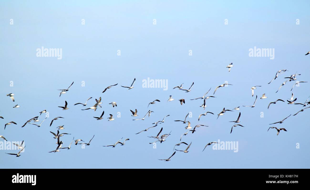 Flock of seagulls flying Stock Photo - Alamy