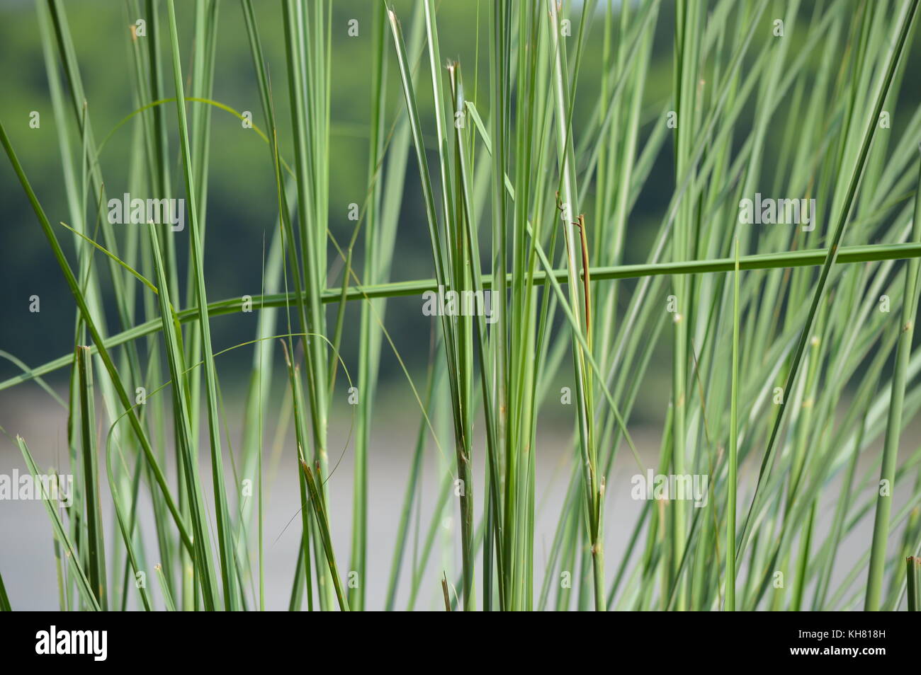 Coarse grass hi-res stock photography and images - Alamy