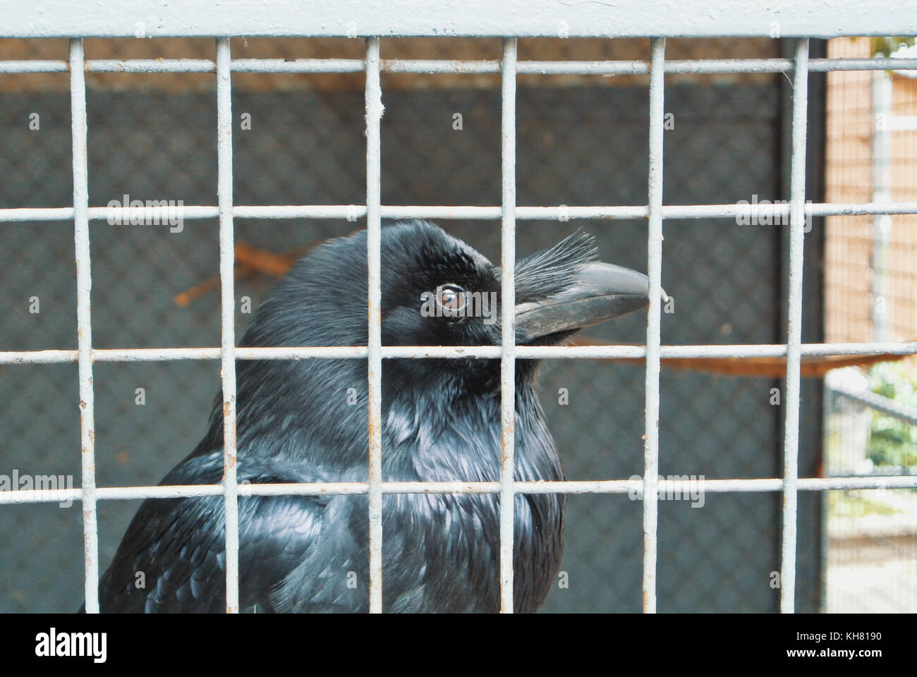 Raven In A Cage High Resolution Stock Photography and Images - Alamy