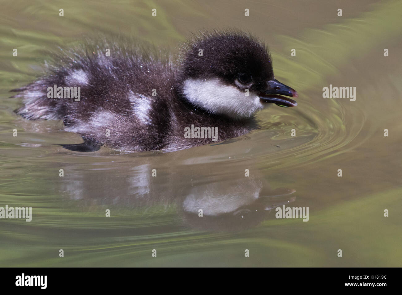 Goldeneye Duck, Barrow juvenile Munich Zoo Series Stock Photo - Alamy