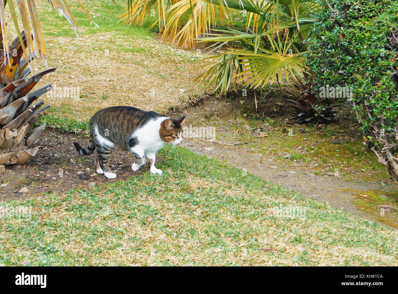 Cat sneaking prowling hunting hiding on the green dry grass in the park ...